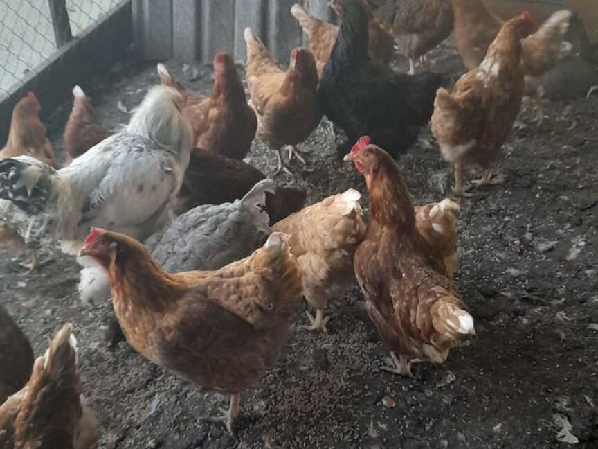 Куры несушки