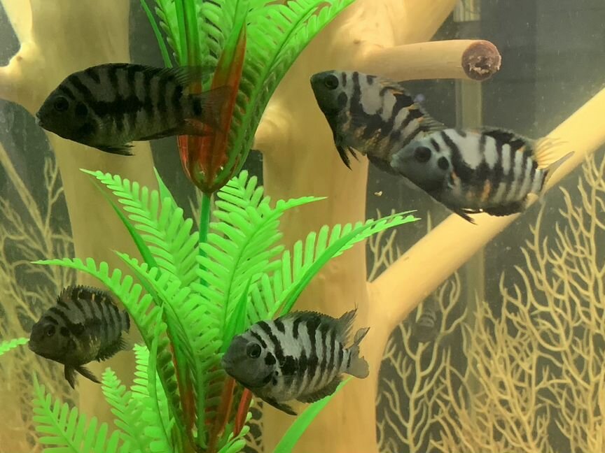 Цихлиды чернополосые