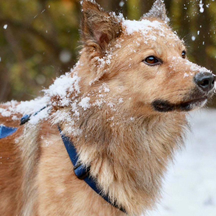 Взрослый пёс в добрые руки