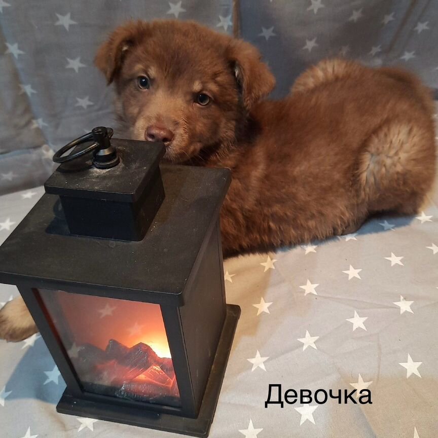 Очень красивый щенок девочка