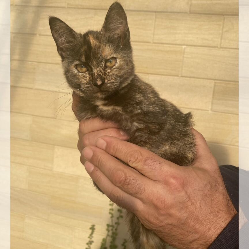 Котенок в дар бесплатно