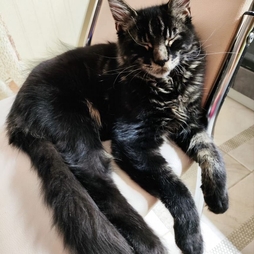 Отдам бесплатно котят майн-кун