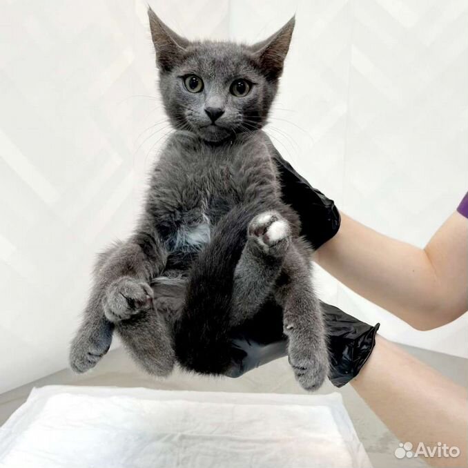 Малышу Грею (4 мес) негде жить