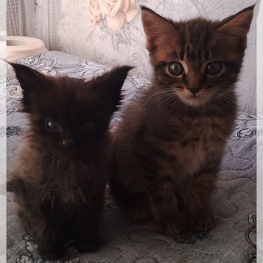 Мейн-кун котёнок