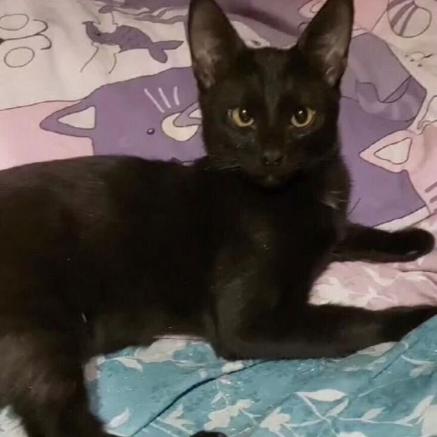 Ласковый малыш ищет дом