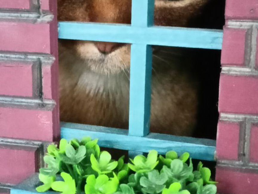 Домик для кошки, маленькой собачки