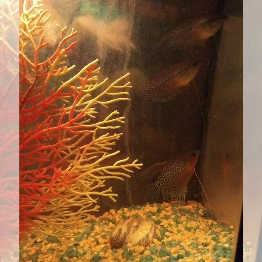 Гурами жемчужный