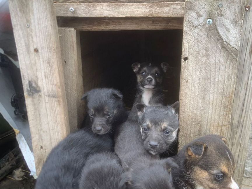 Щенки в добрые руки