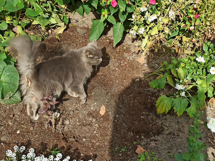 Кошечка ищет дом