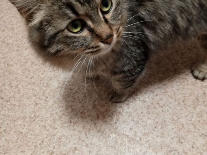 Кошка