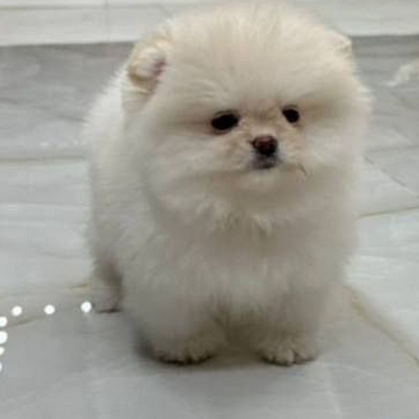 Померанский шпиц медвежонок