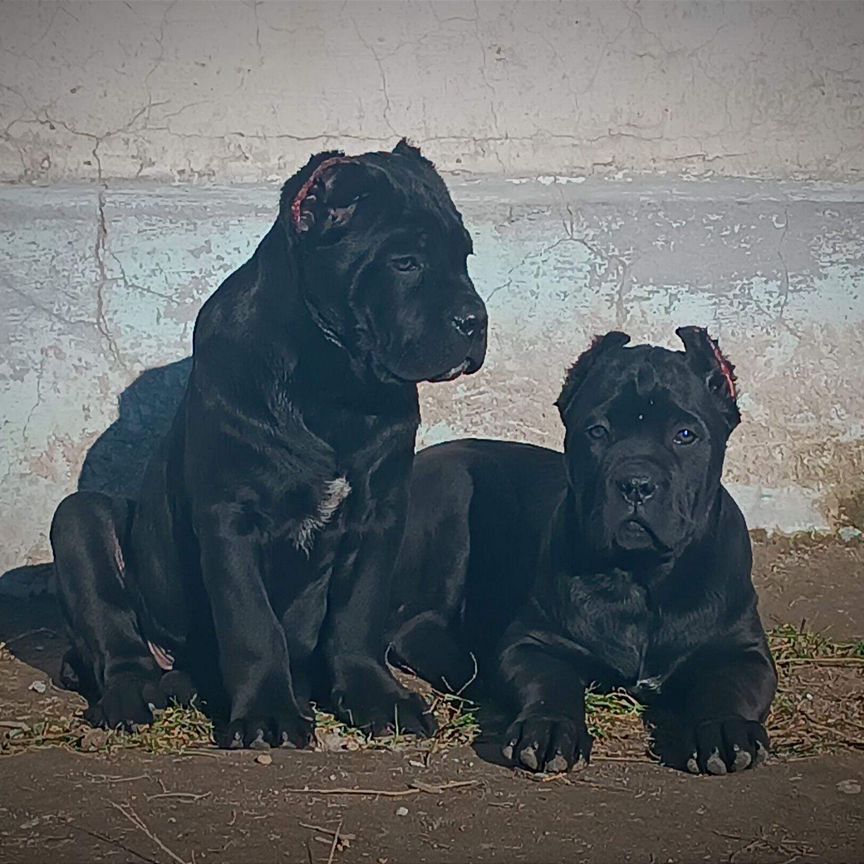 Щенки Кане Корсо РКФ