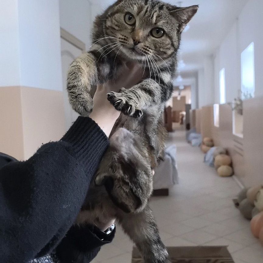 Кошки в добрые руки