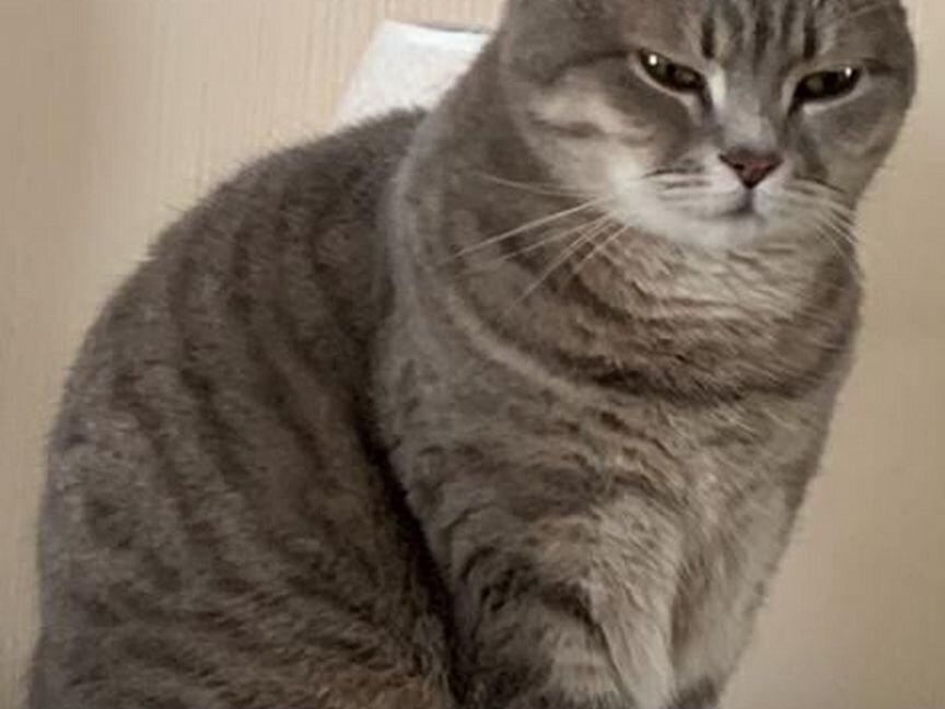 Кота и кошку отдам в хорошие руки безвозмездно