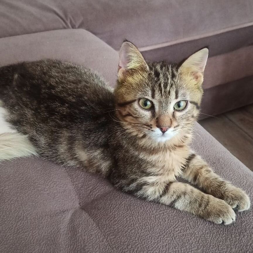 Отдам котенка в добрые руки девочка