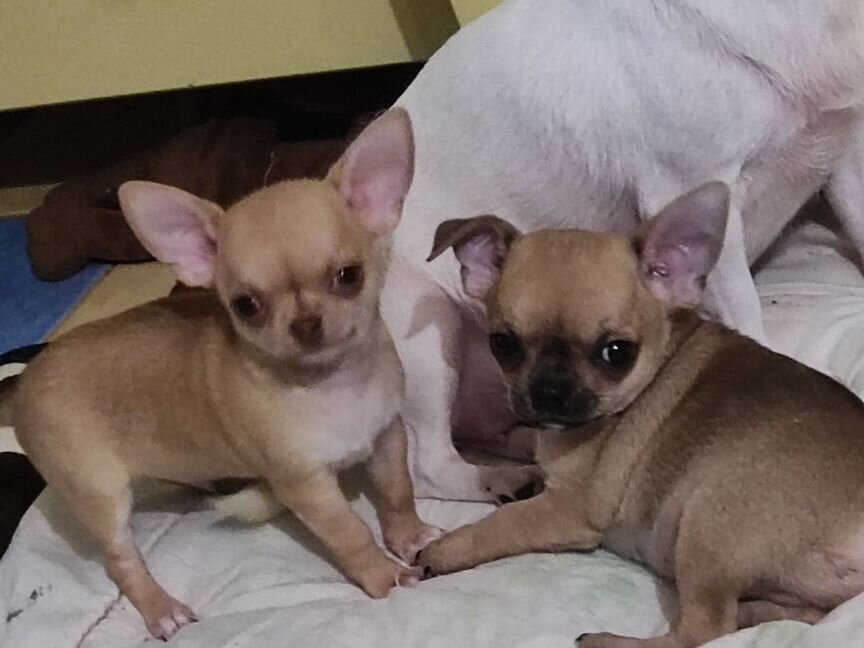 Щенки чихуахуа мальчики