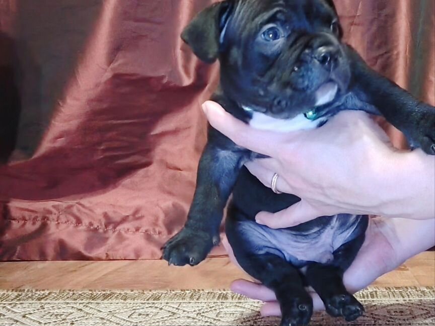 Американский булли покет щенки