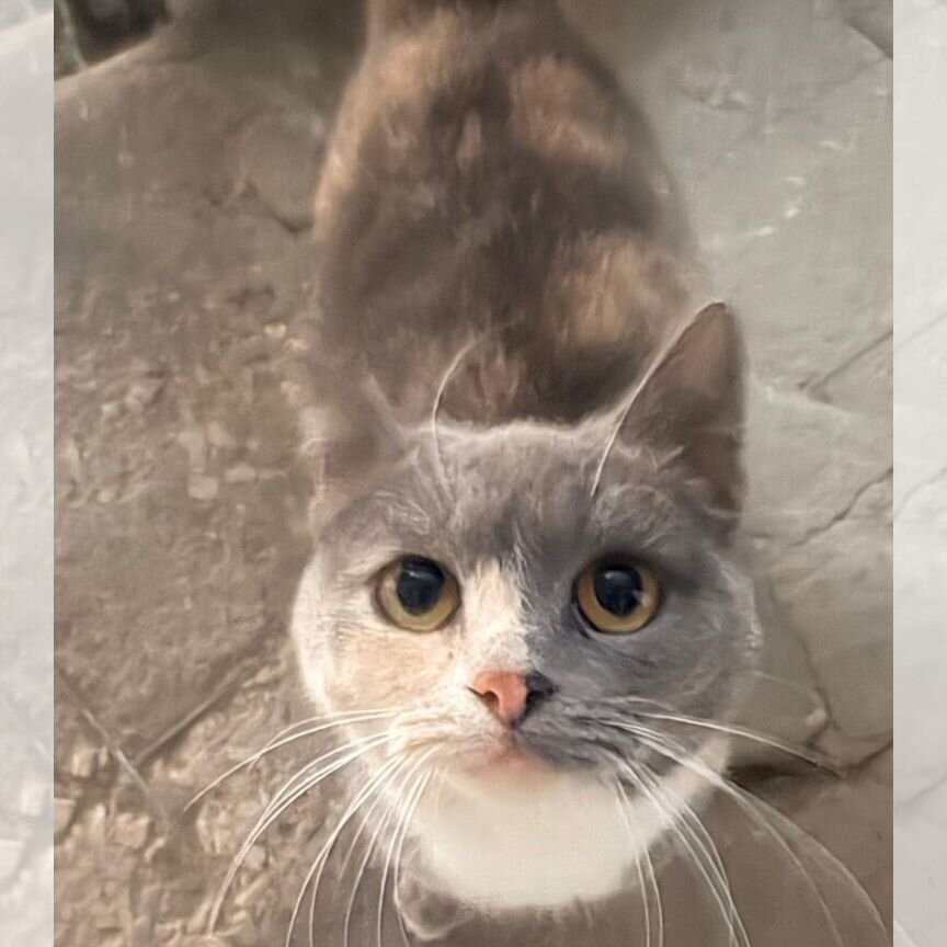 Взрослая, кошка в добрые руки