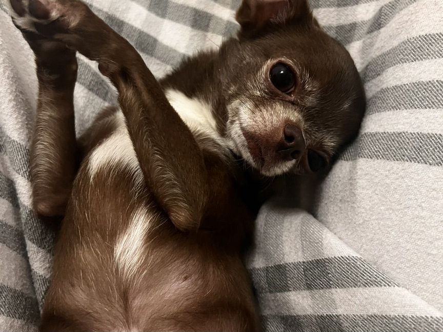 Вязка кобель чихуахуа мини