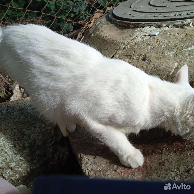 Бедная кошечка