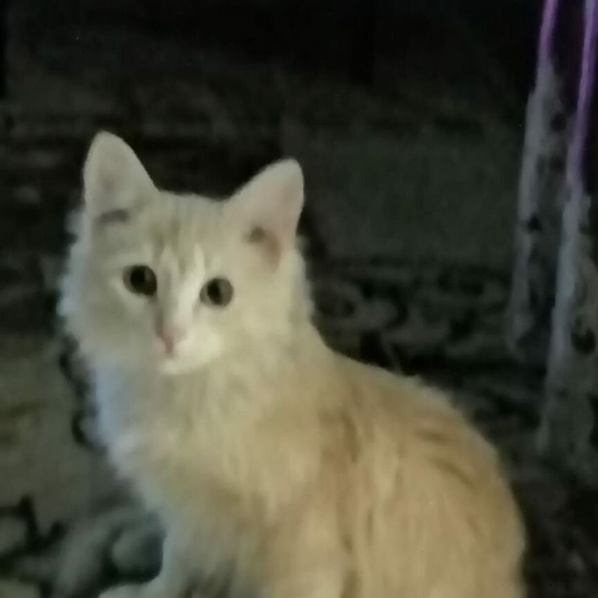Котенок мальчик.3 месяца