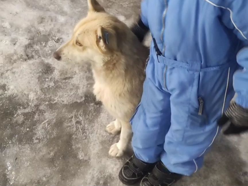 Собака потеряшка