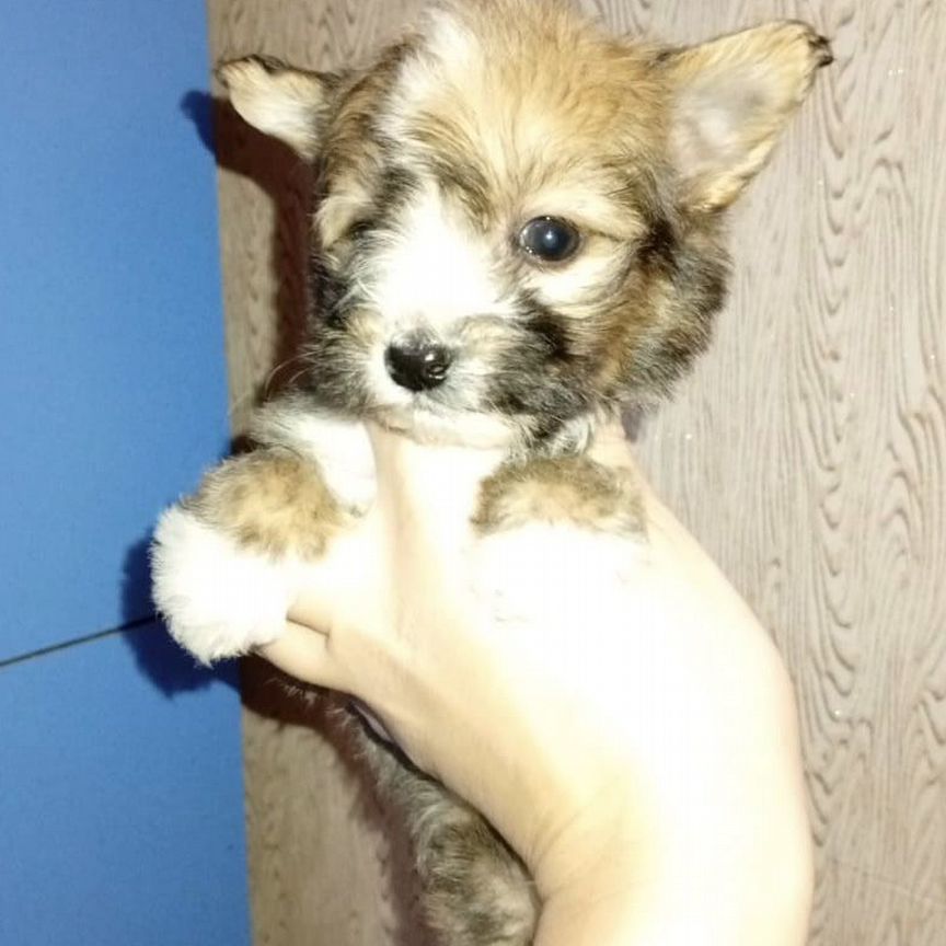 Йоркширский терьер, щенок