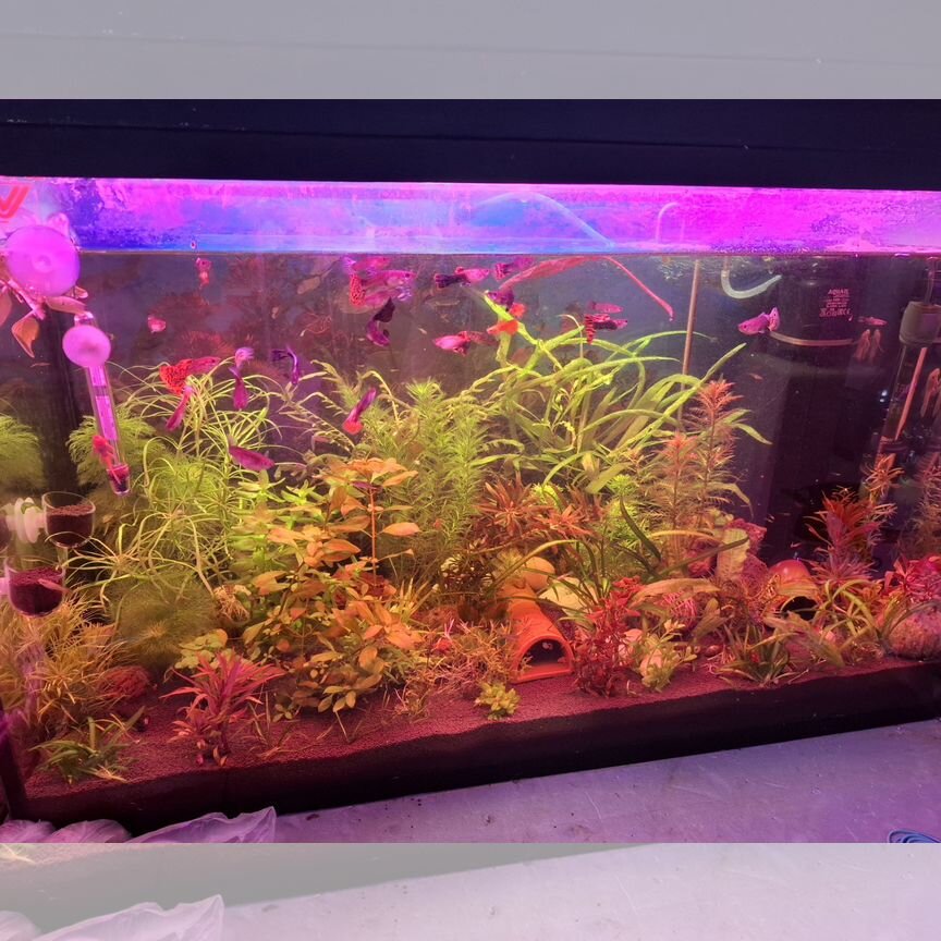 Аквариумные растения