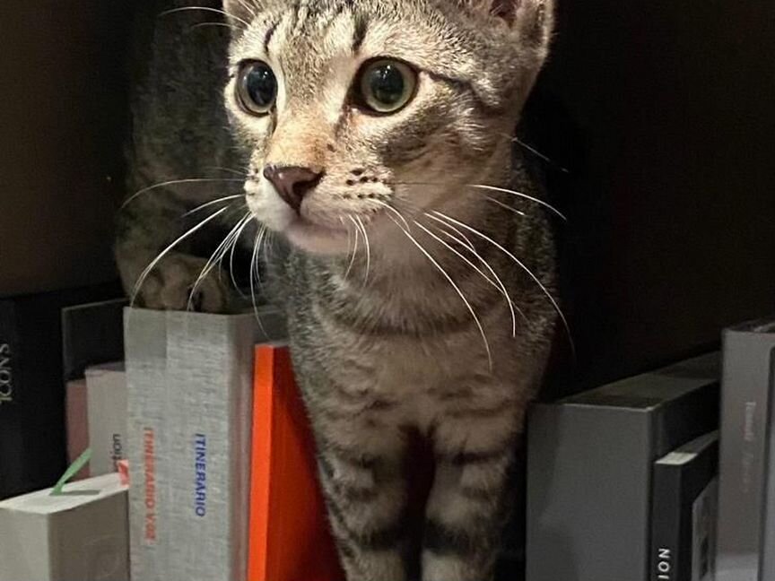 Обаятельный котик