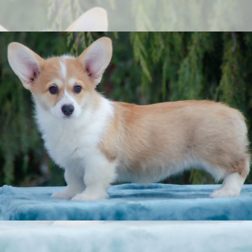 Вельш Корги Пемброк, щенок