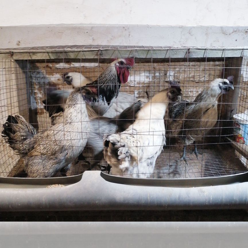 Инкубационное яйцо, циплята