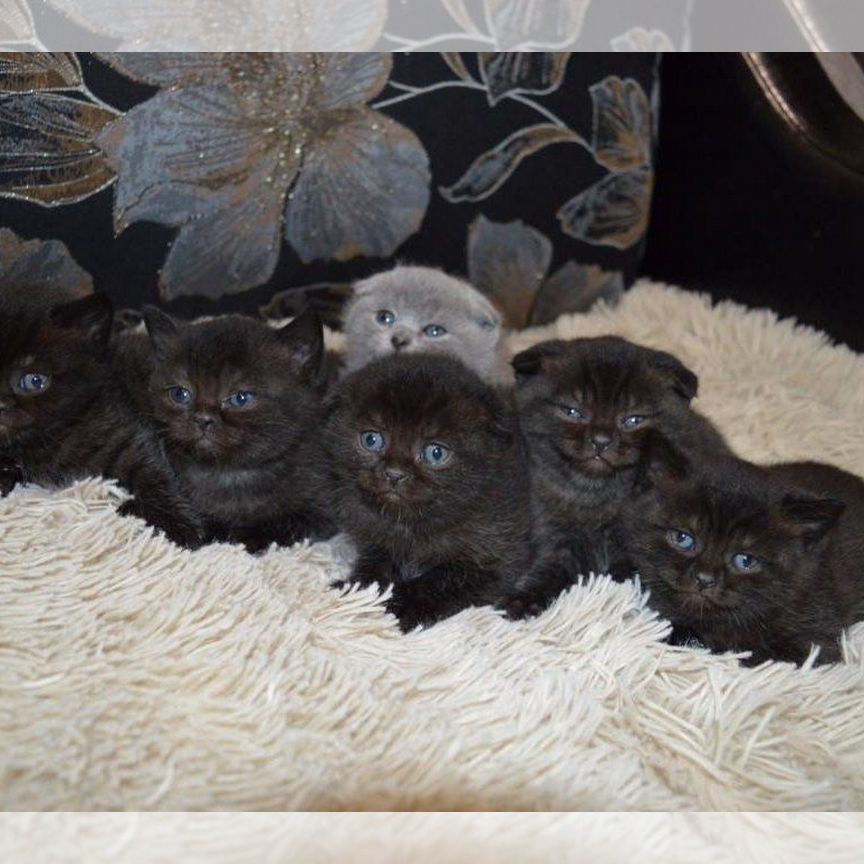 Шотландский вислоухий короткошёрстный котёнок