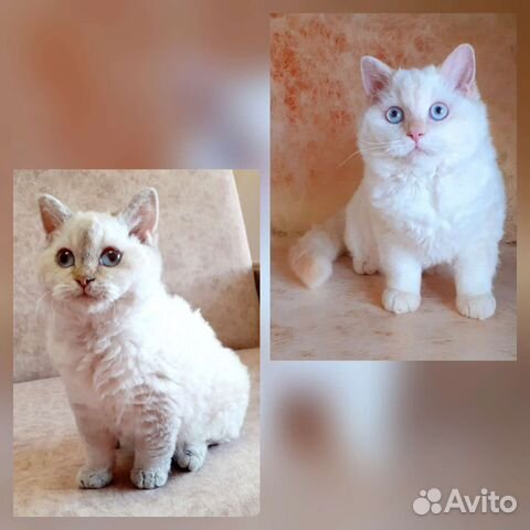 Котята селкирк рекс