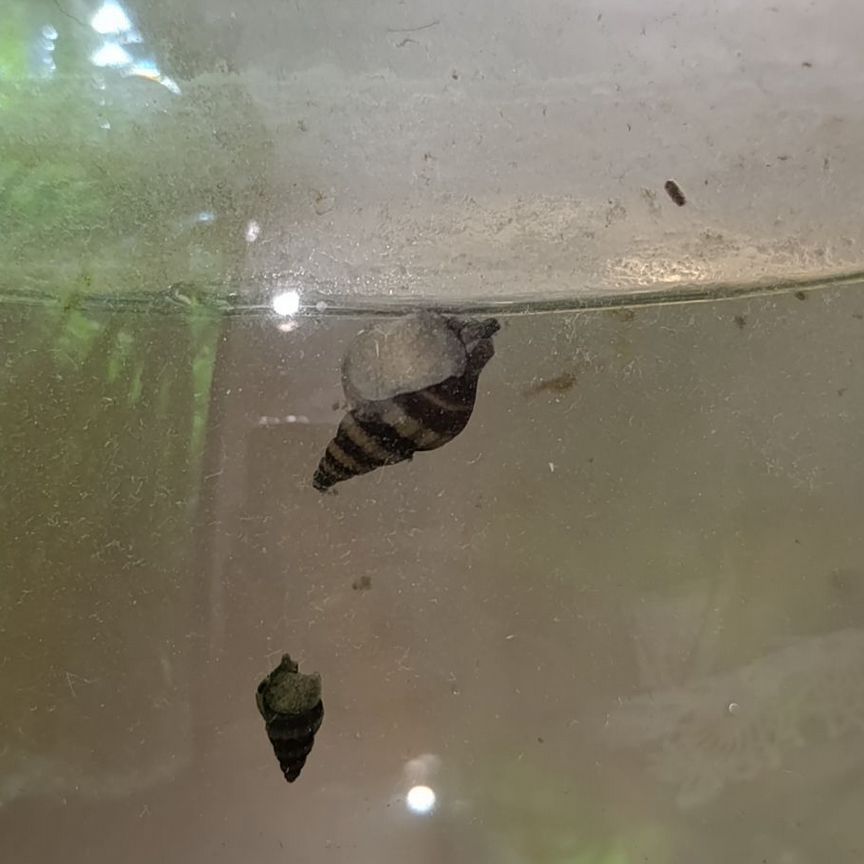 Улитка Хелена обмен