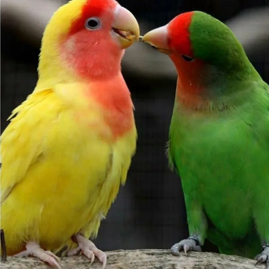 Попугаи неразлучники