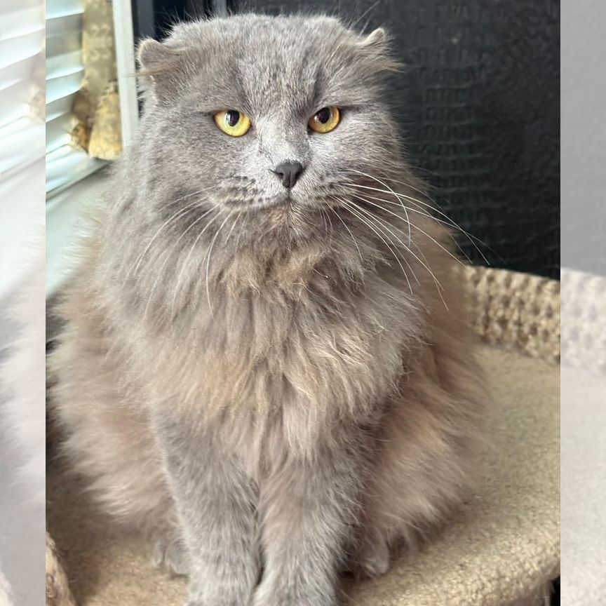 Шотландский вислоухий длинношёрстный, взрослый кот