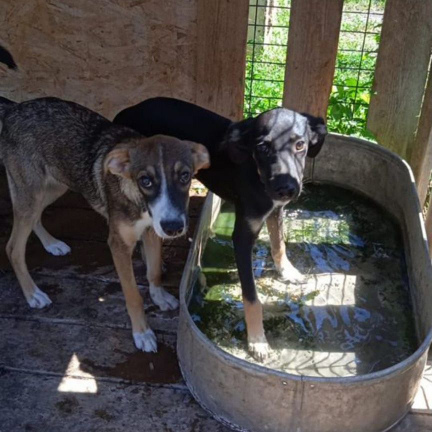 Собака в добрые руки