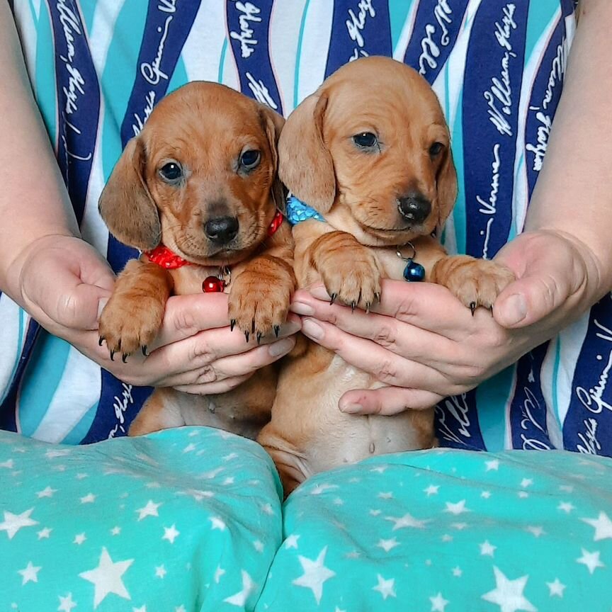 Щенки таксы разных окрасов