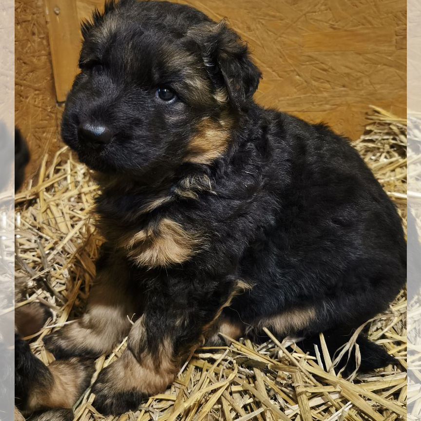 Немецкая овчарка, щенок