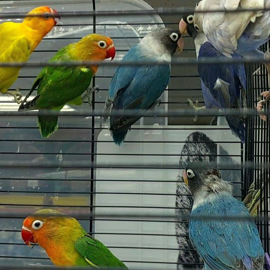 Попугай Неразлучники птенцы