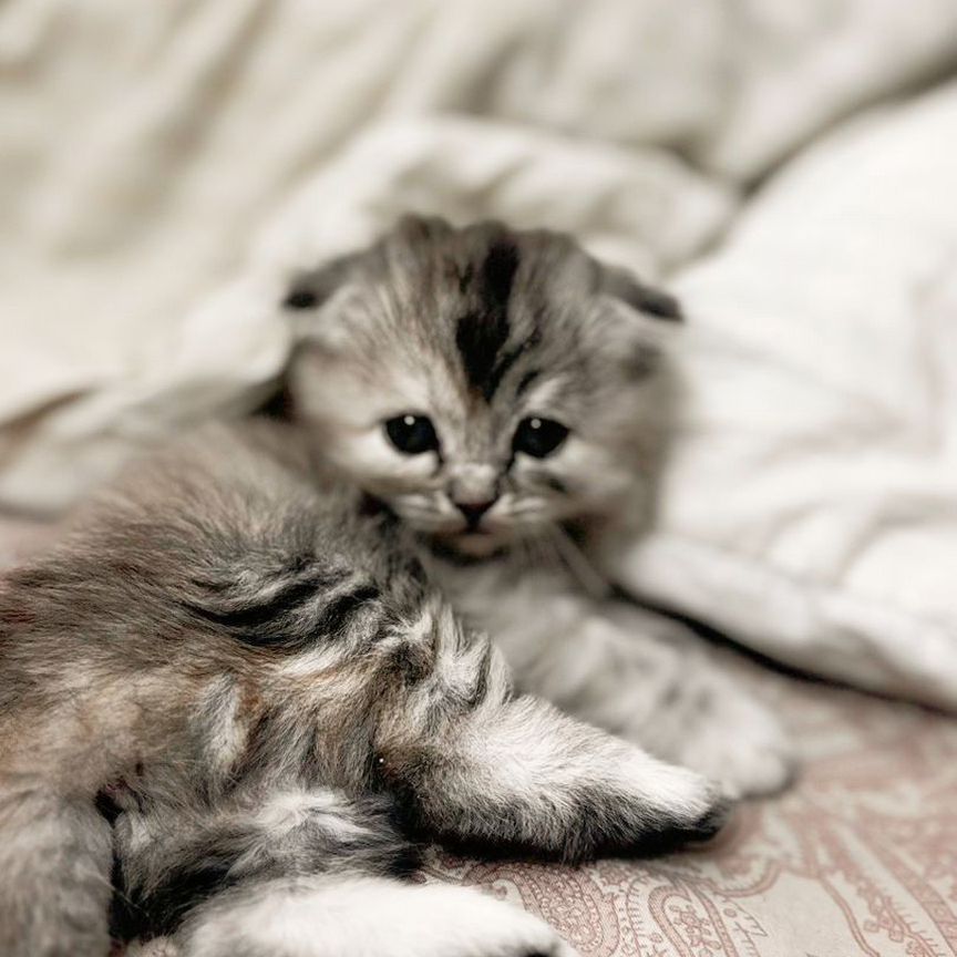 Шотландская вислоухая котята