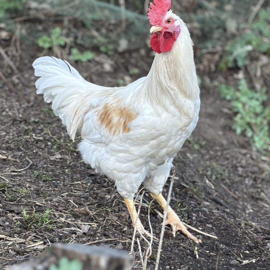 Петухи домашние