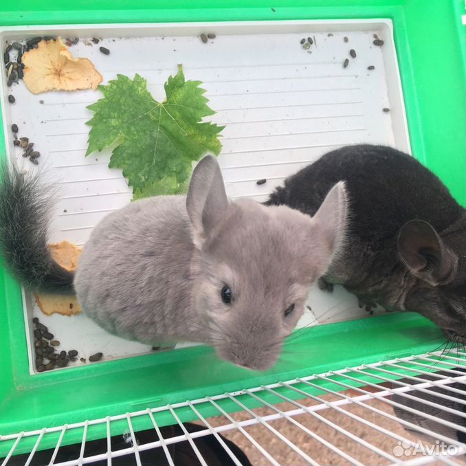 Бесплатно отдам породистых шиншилл