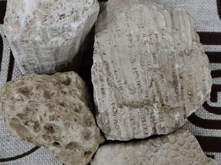 Окаменелые кораллы