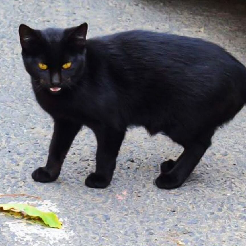Черный котик в добрые руки