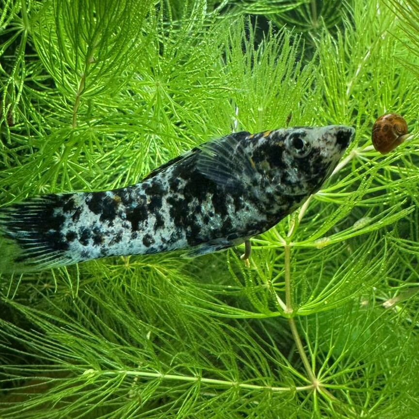 Живородящие рыбки