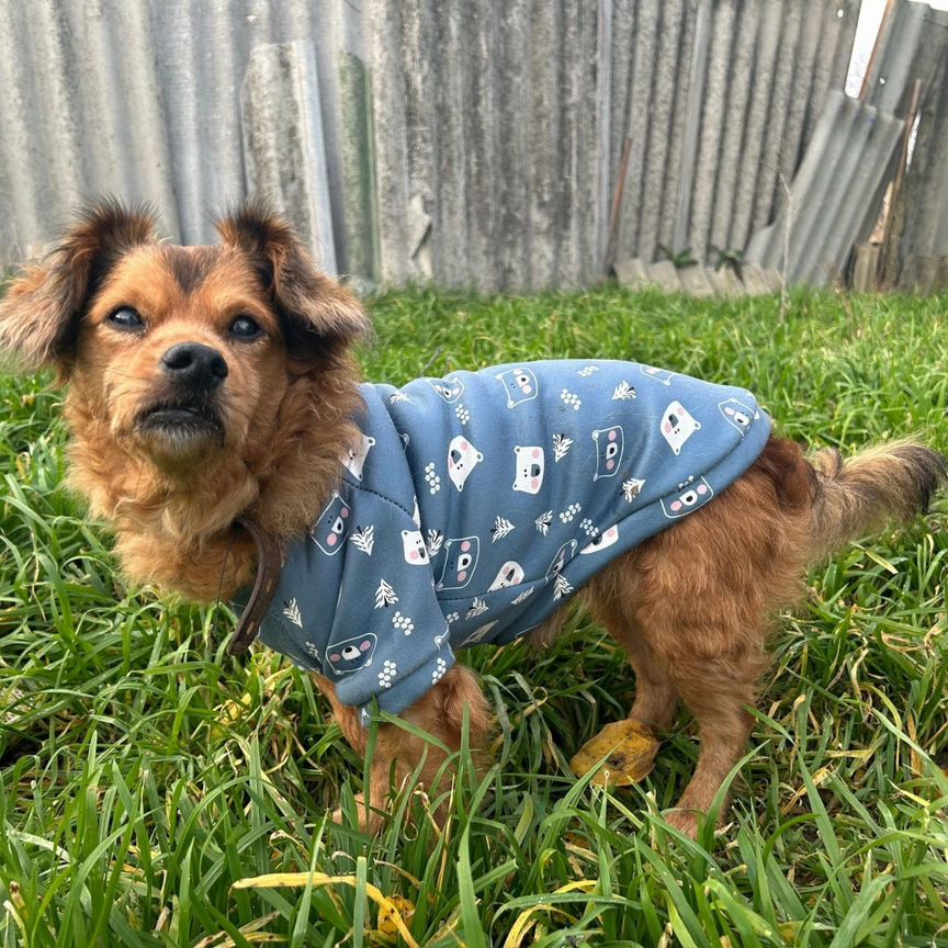 Очень нужна семья