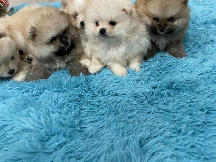 Шпицы померанцы