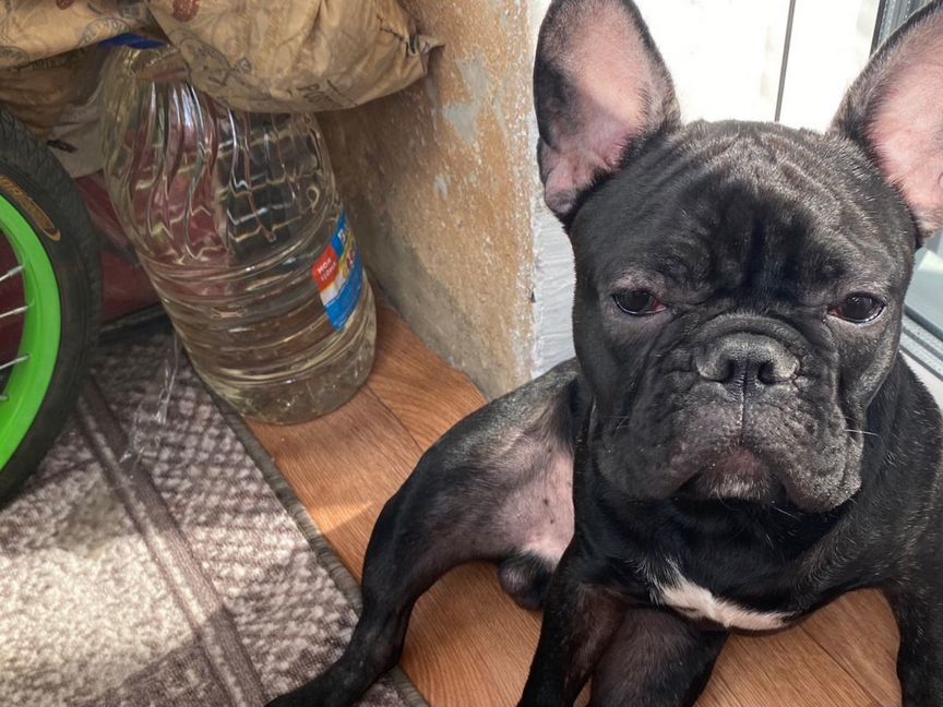 Продам французского бульдога