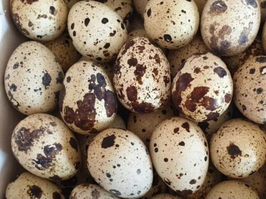 Инкубационное яйцо перепелов